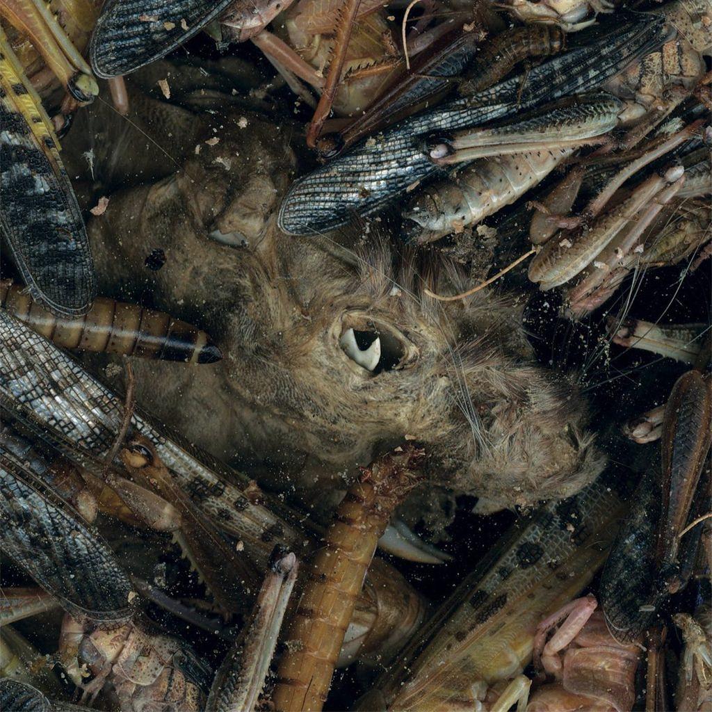 12 Alben der Church Of Ra, die man gehört haben sollte