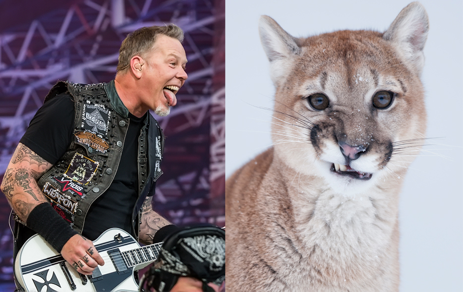 Frau vertreibt Puma mit dem Metallica-Song ‘Don’t Tread On Me’